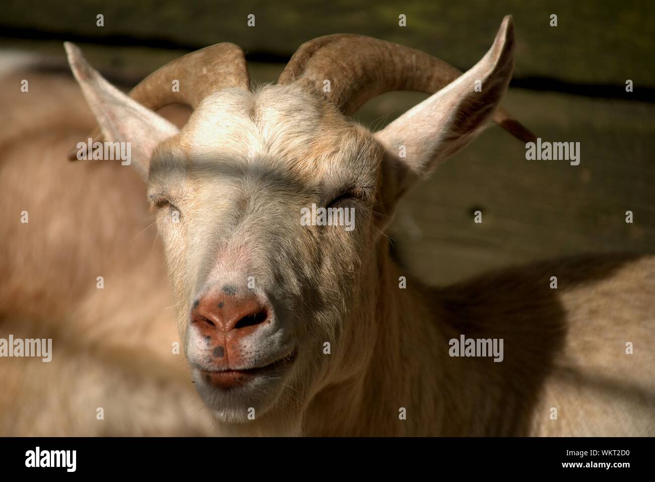 Goat Eyes High Resolution Stock Photography and Images - Alamy