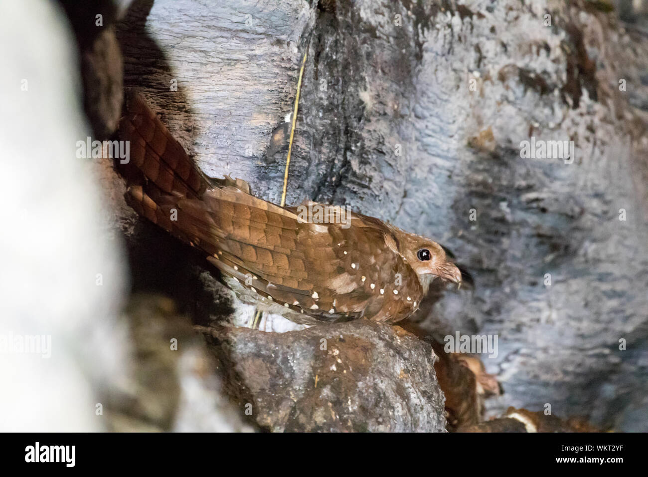 Oilbird Echolocation