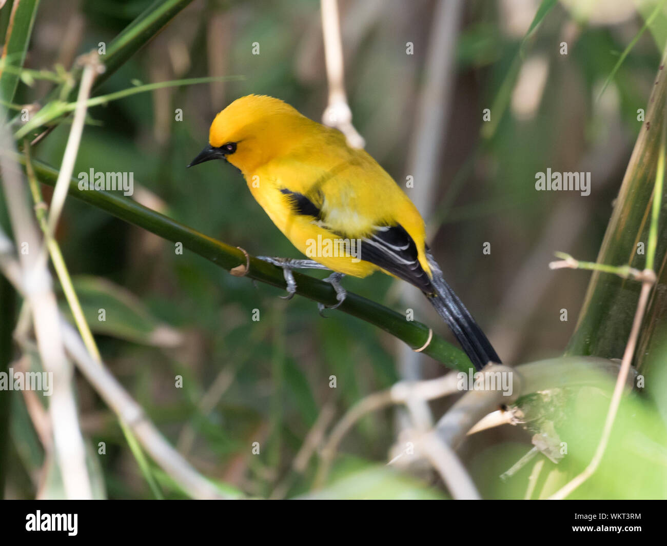 Yellow Oriole (Icterus nigrogularis Stock Photo - Alamy