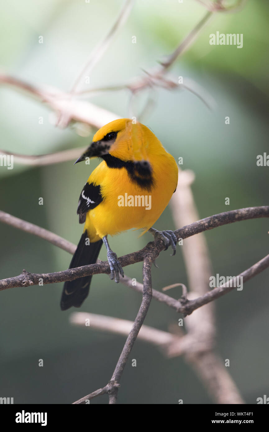 Yellow Oriole (Icterus nigrogularis Stock Photo - Alamy