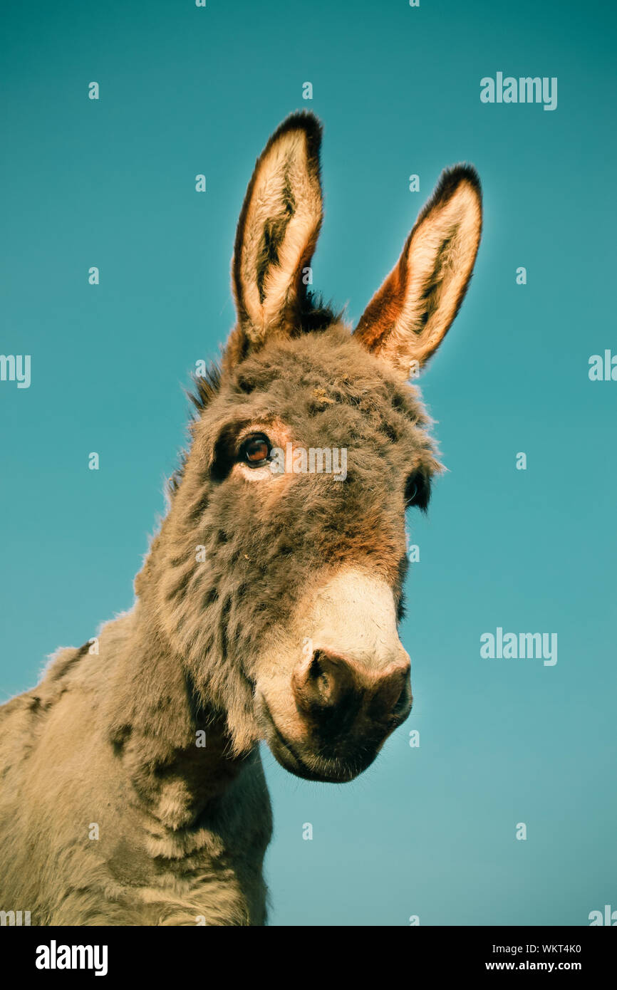 Blue donkey hi-res stock photography and images - Alamy