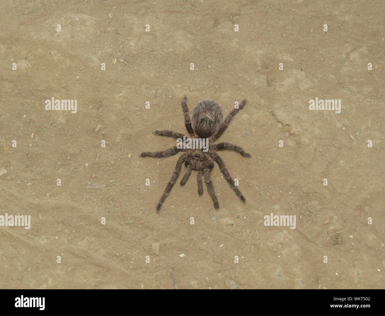 Sand spider hi-res stock photography and images - Alamy