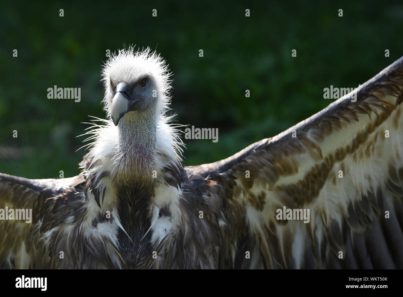 Vulture wing spread hi-res stock photography and images - Alamy
