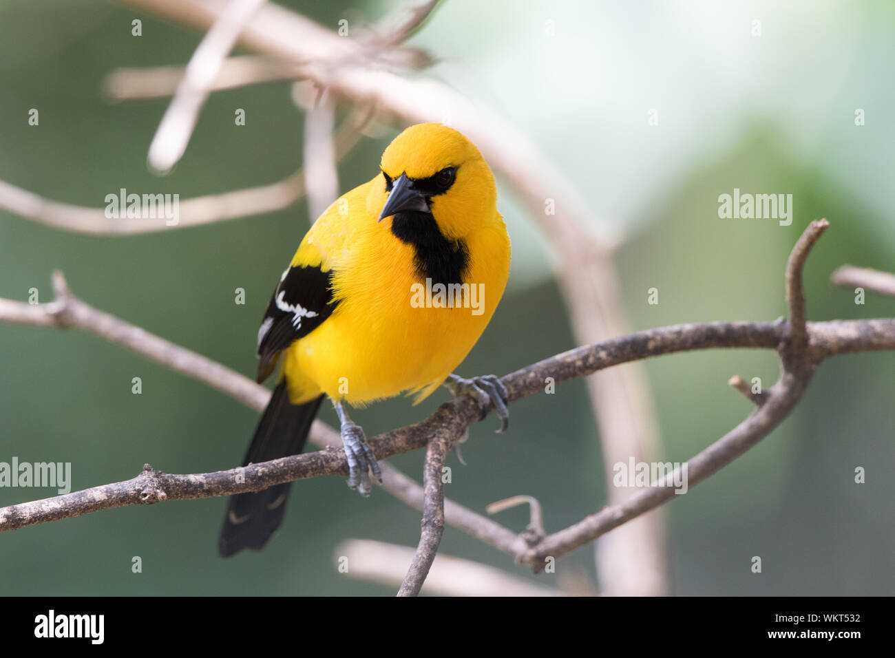 Yellow oriole hi-res stock photography and images - Alamy