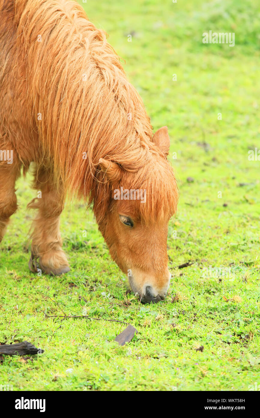 Midget horses hi-res stock photography and images - Alamy