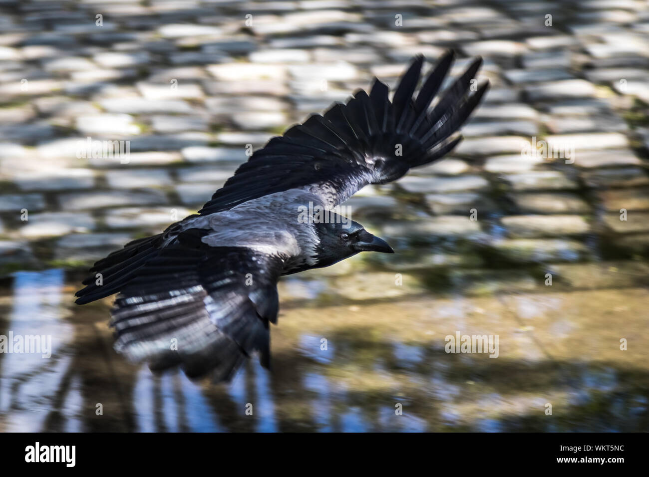 Raven Flying High Resolution Stock Photography and Images - Alamy
