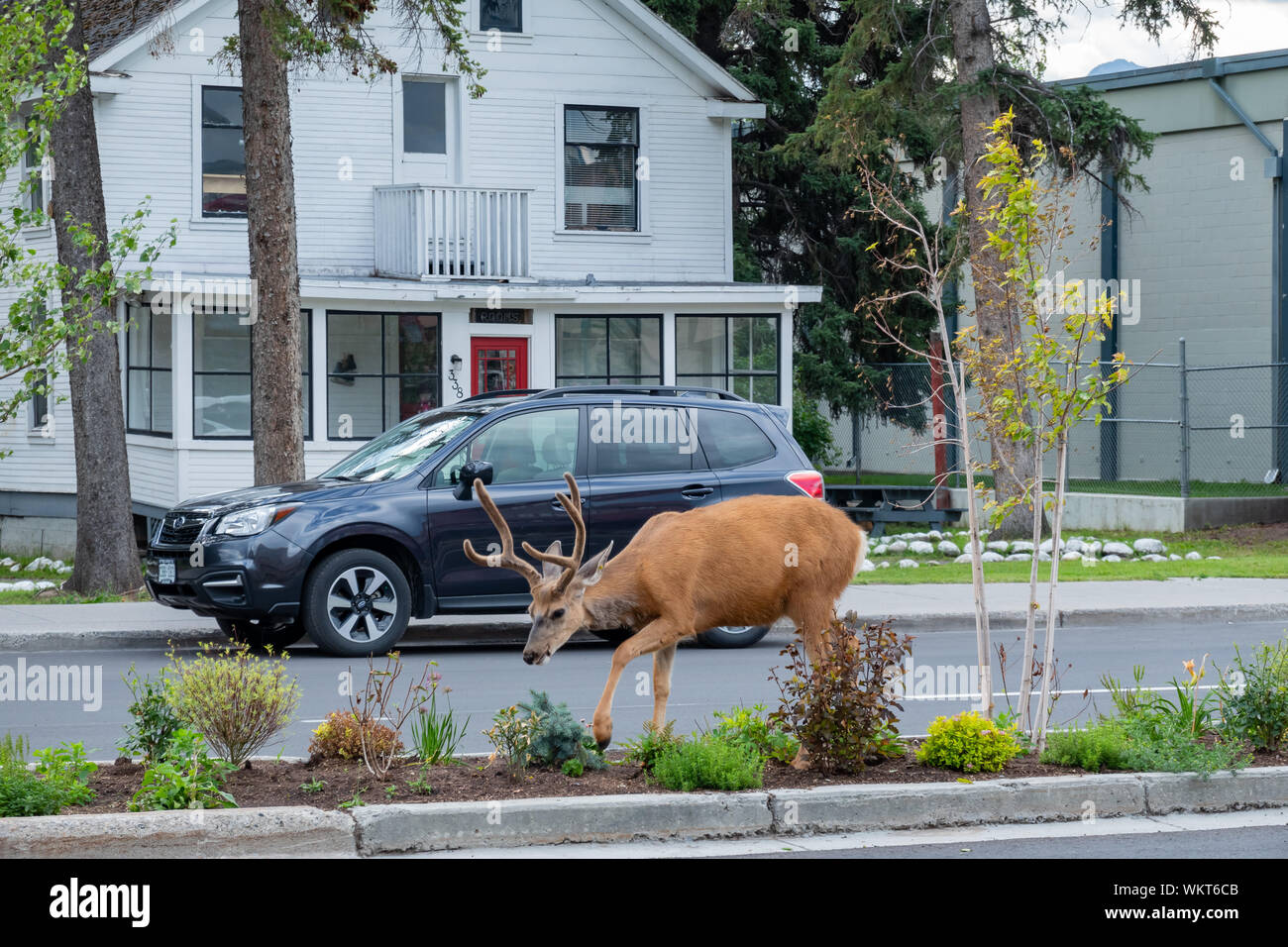 Banff, JUL 26: Elk eating plants in the middle of road on JUL 26, 2019 ...