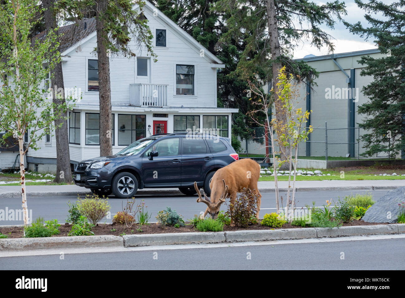Banff, JUL 26: Elk eating plants in the middle of road on JUL 26, 2019 ...