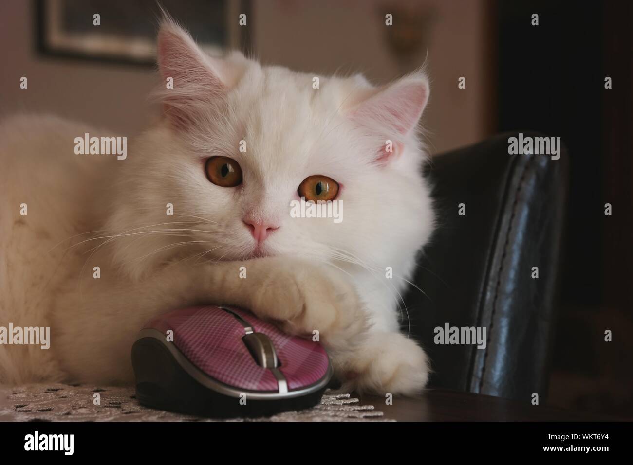 Cat Computer Mouse High Resolution Stock Photography and Images - Alamy