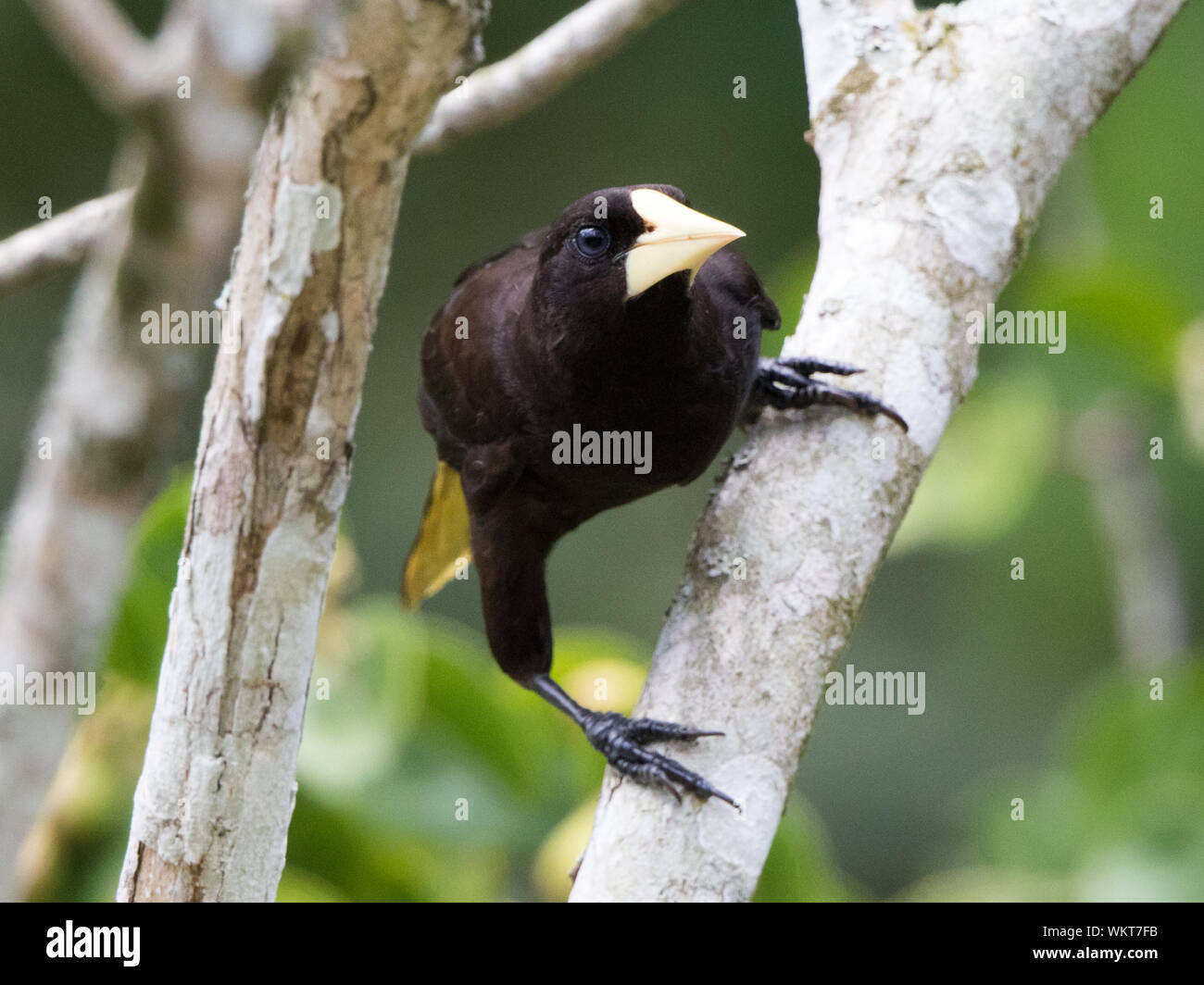 Crested Oropendola (Psarocolius decumanus Stock Photo - Alamy