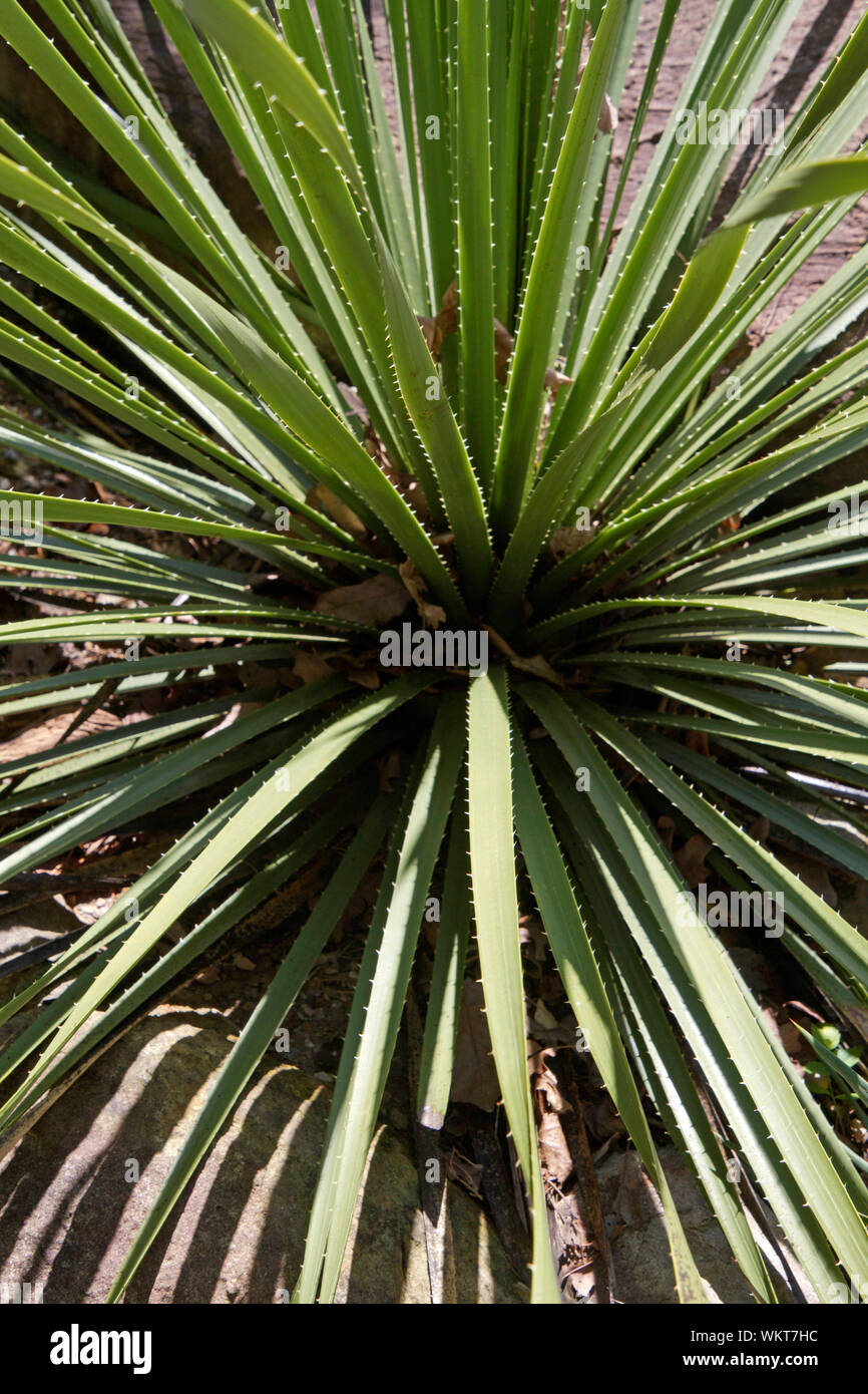 Yucca plant leaves desert garden hi-res stock photography and images ...