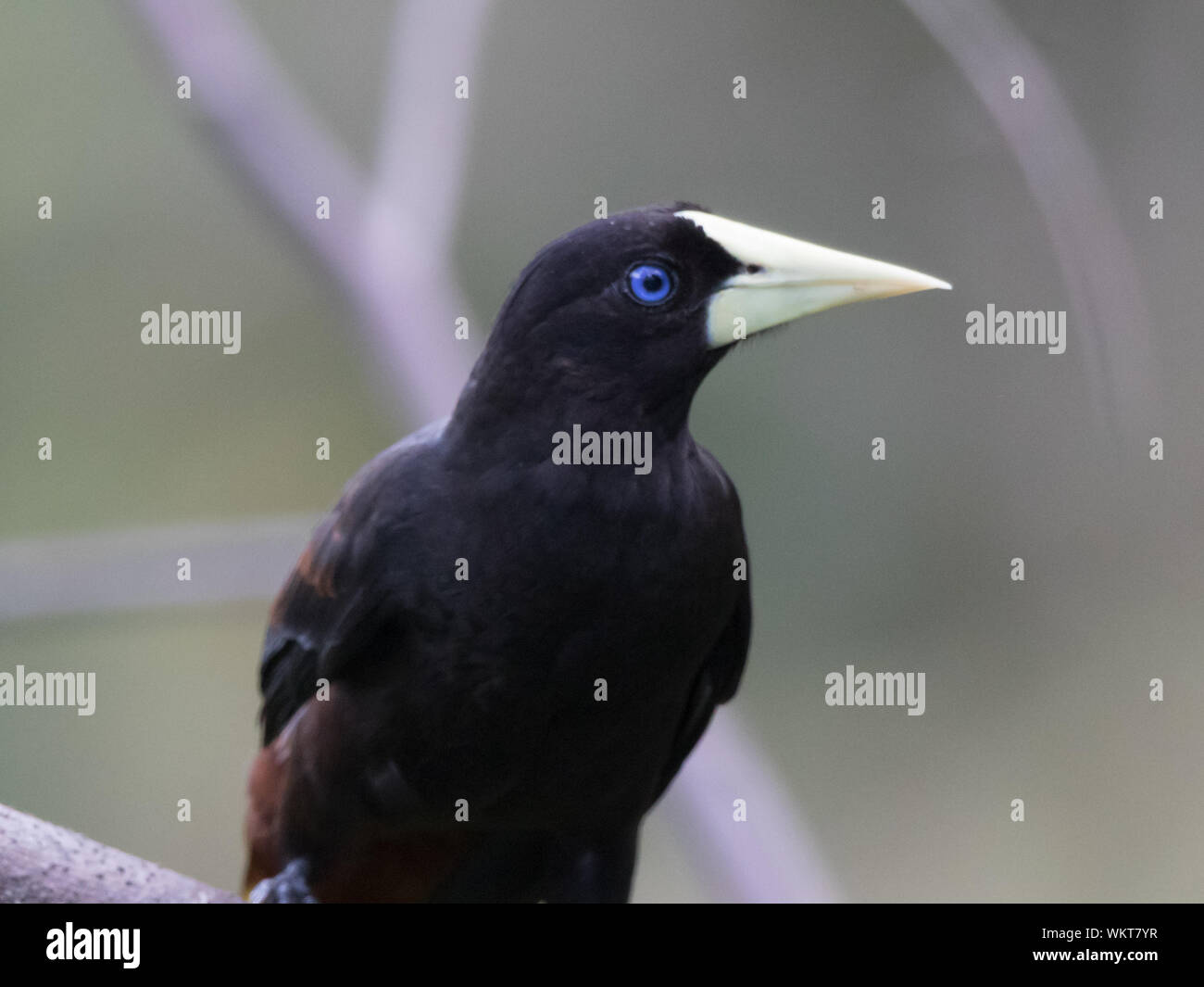 Crested Oropendola (Psarocolius decumanus Stock Photo - Alamy