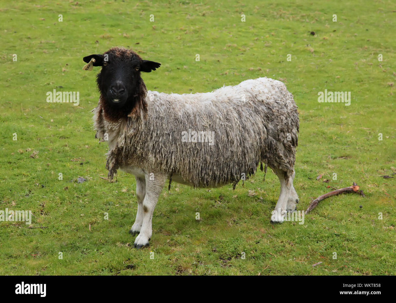 Black Faced Sheep With Dirty Wool on a Farm Stock Photo - Alamy