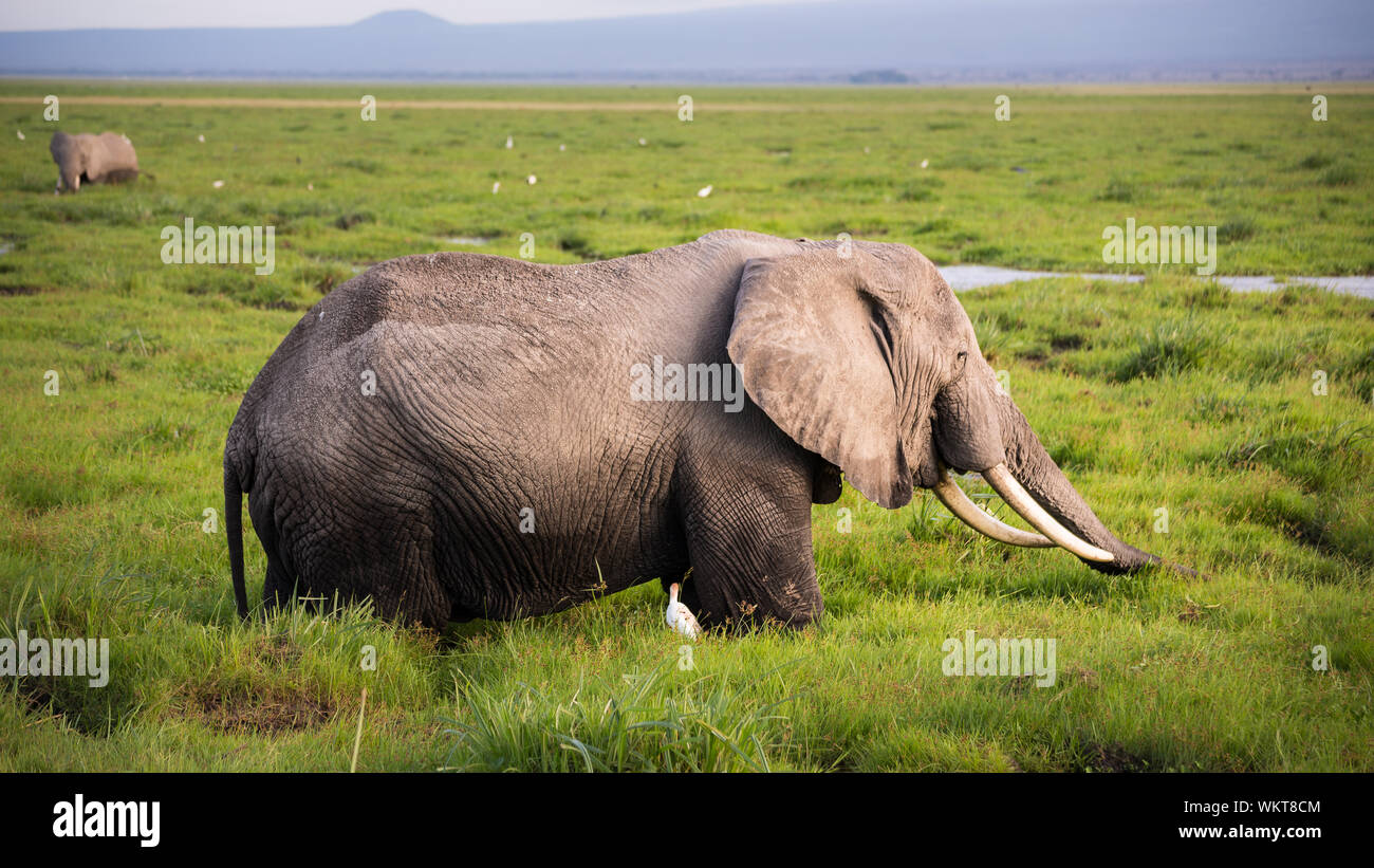 Elephant in high grass hi-res stock photography and images - Alamy