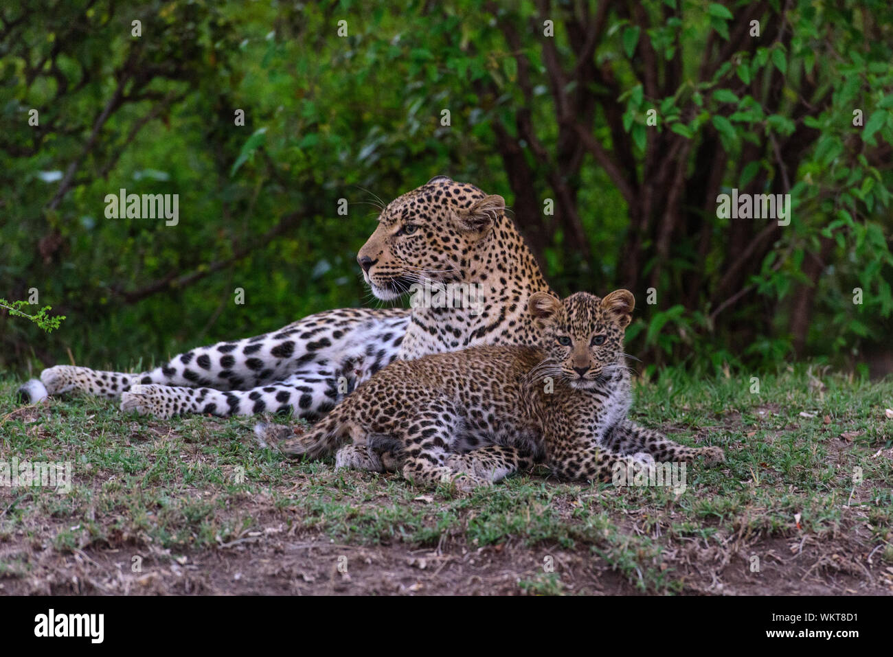 Leopard Family High Resolution Stock Photography and Images - Alamy