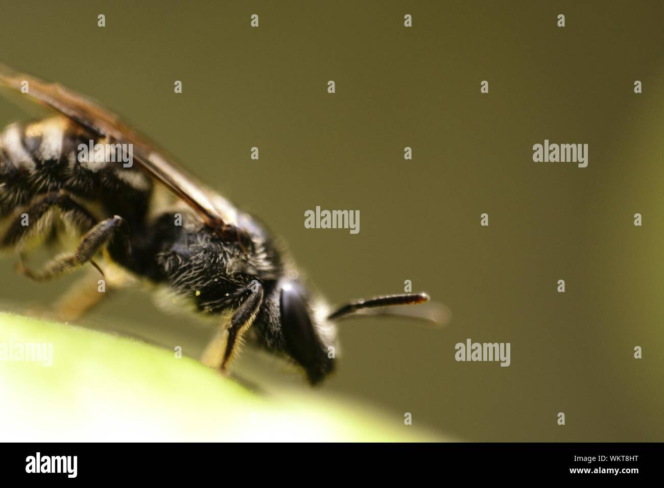 Tree insect pollination hi-res stock photography and images - Alamy