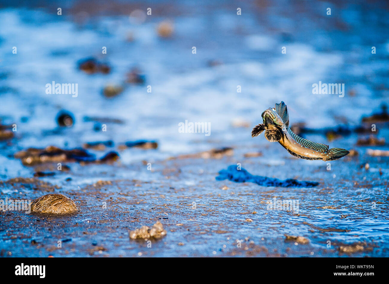 Mudskipper Jumping