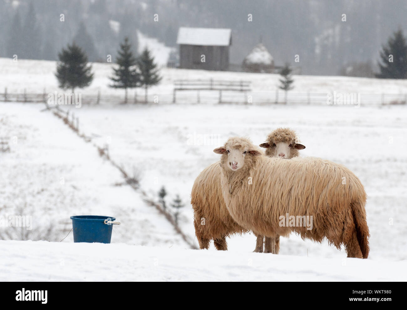 Snow Bucket High Resolution Stock Photography and Images - Alamy