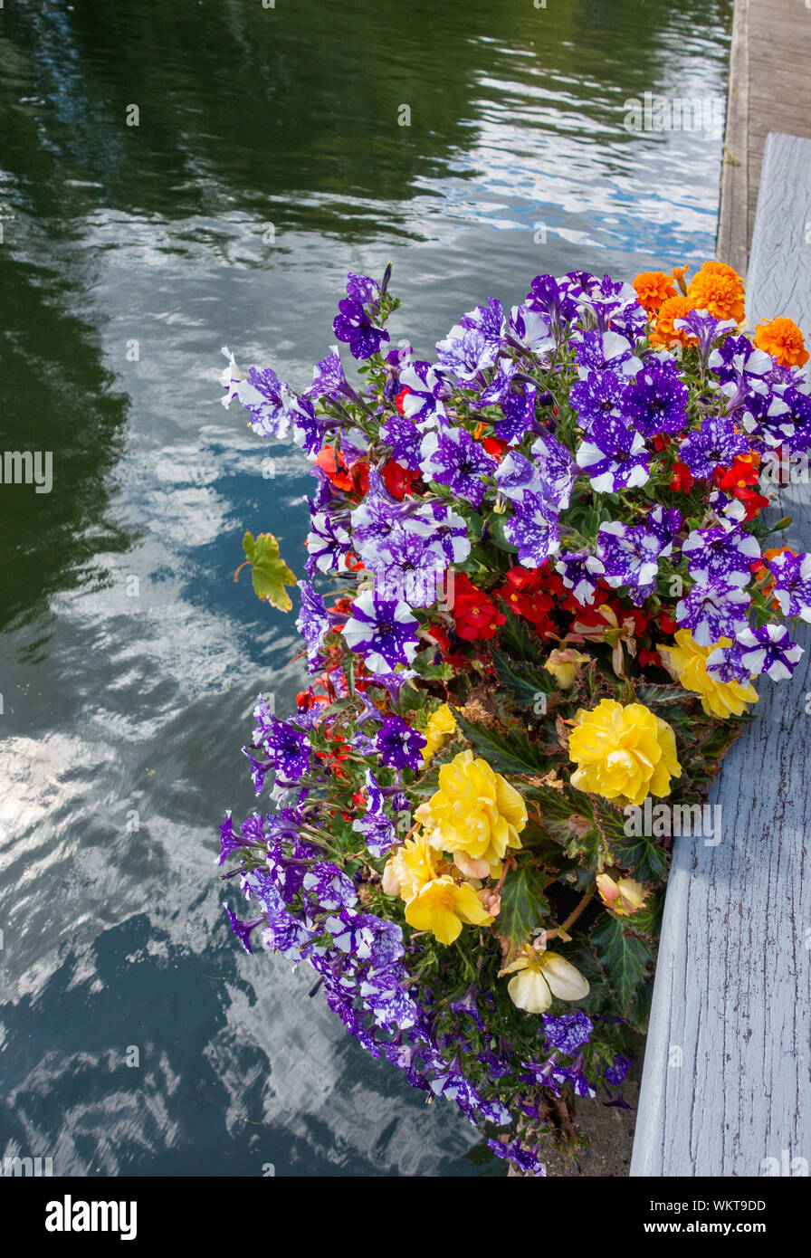 Hanging baskets over the River Lea and road bridge at the Saracens Head ...
