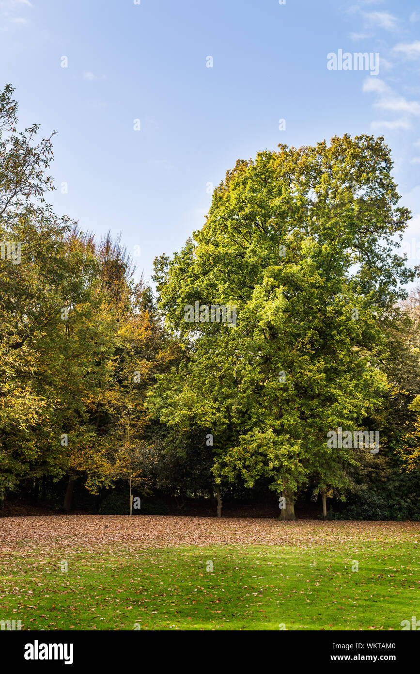 Autumn landscape. Colourful autumn trees with beautiful leaves. English ...