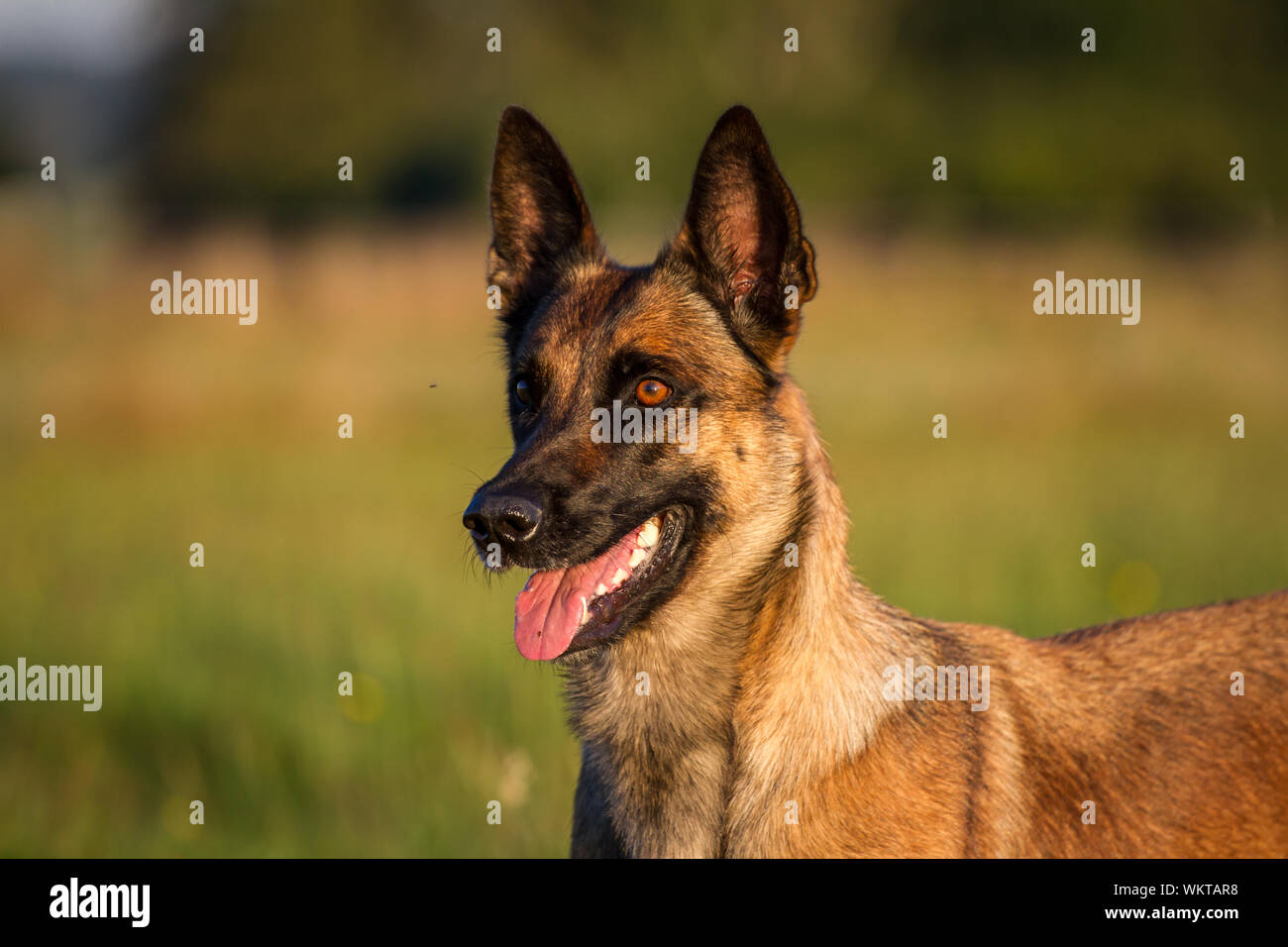 A belgian malinois hi-res stock photography and images - Alamy