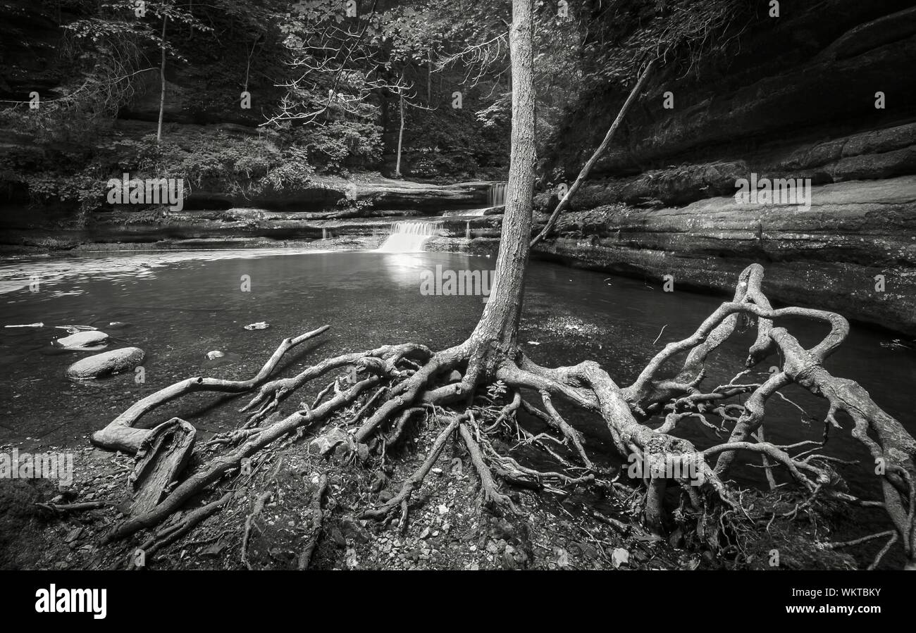 Tree Roots By Stream In Forest Stock Photo - Alamy