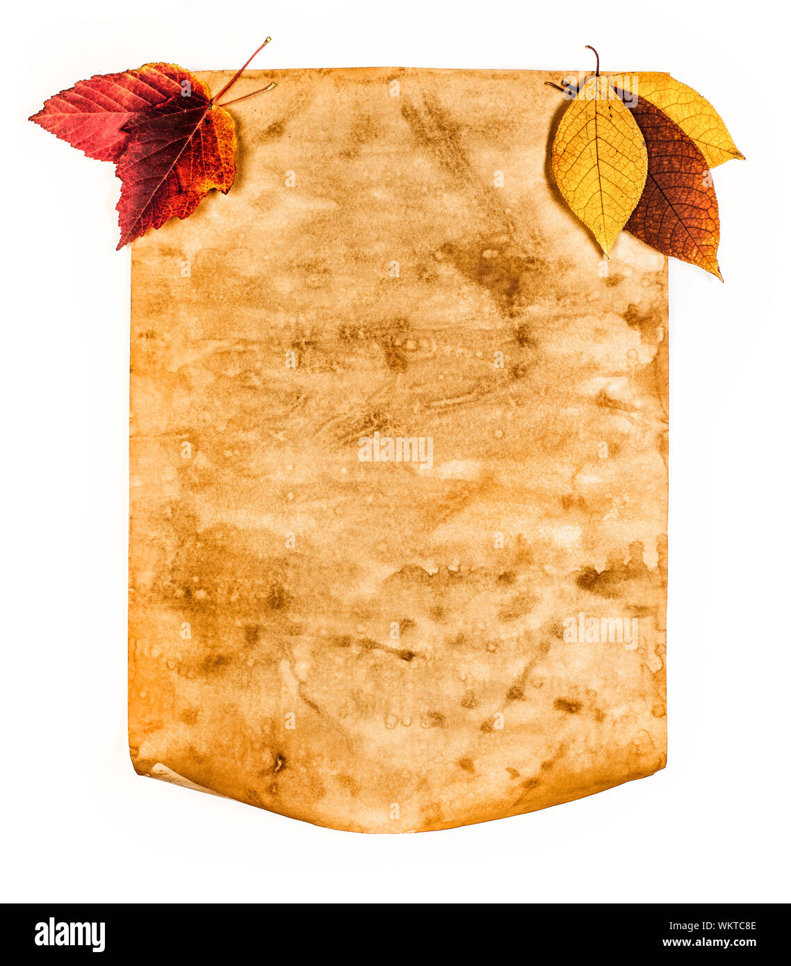 Old paper with autumn leaves on white background isolated Stock Photo ...