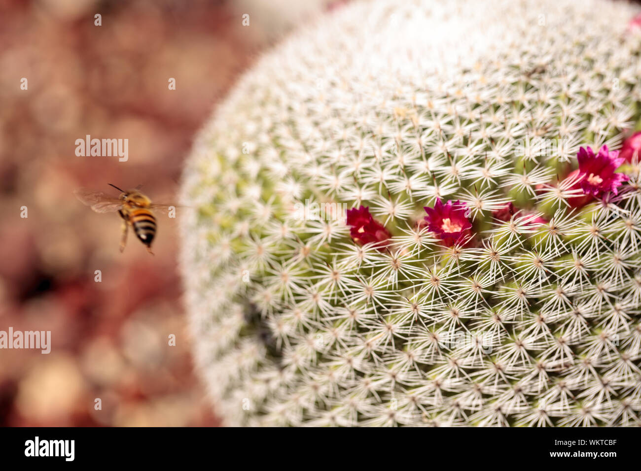 Flying plant hi-res stock photography and images - Alamy