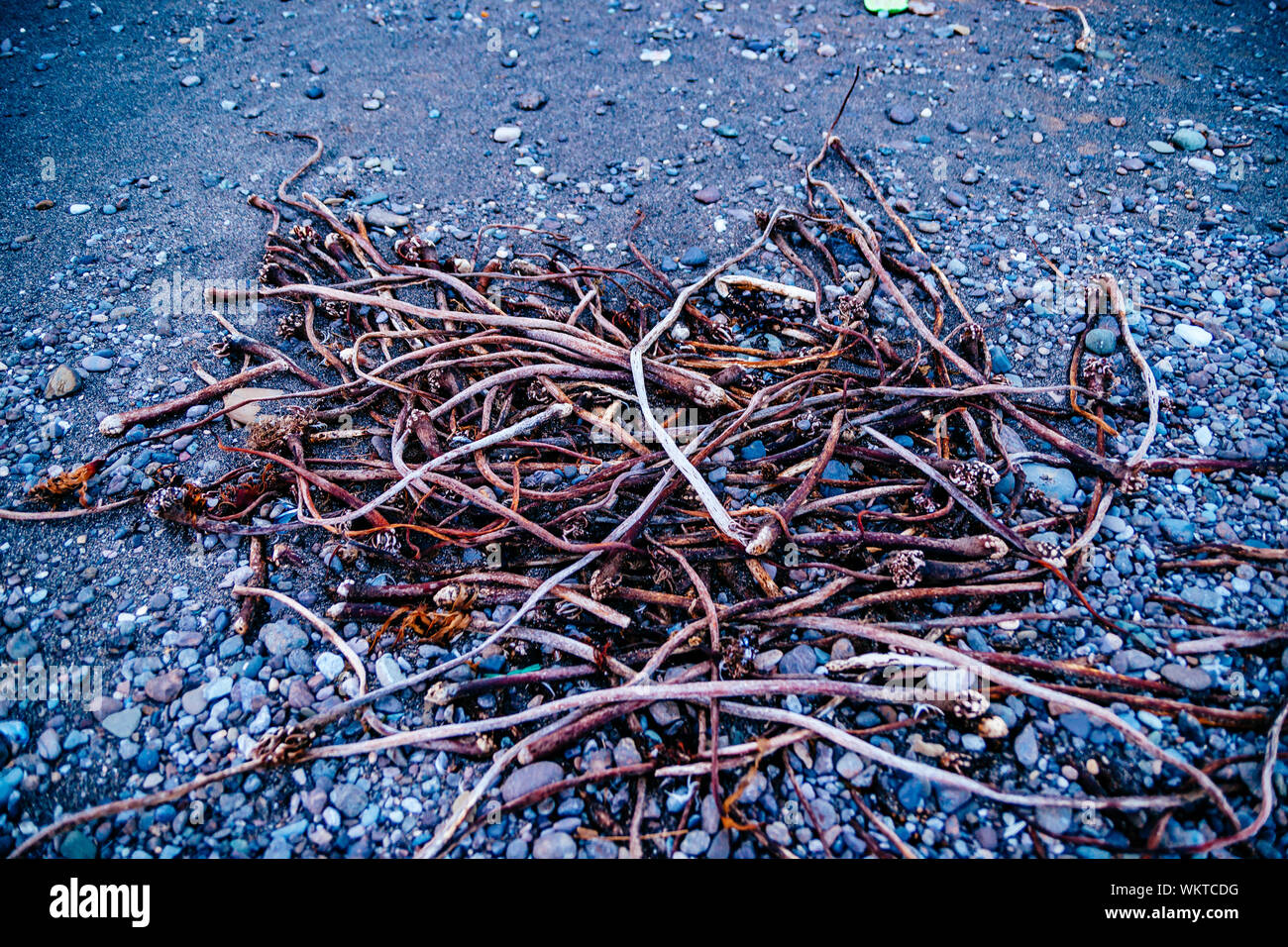 Twigs on ground hi-res stock photography and images - Alamy