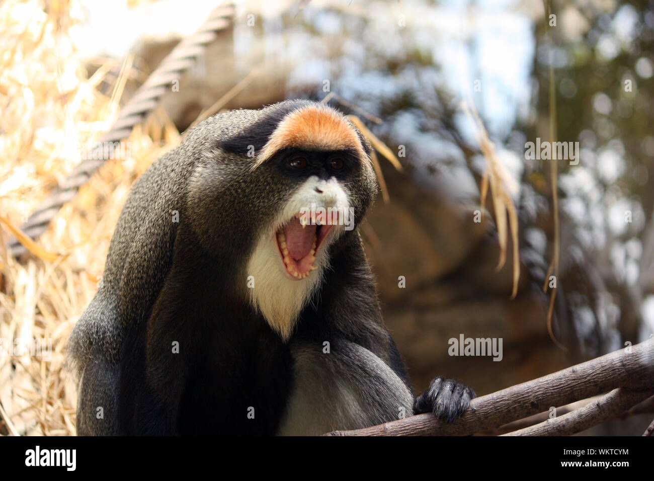 Monkey mouth hi-res stock photography and images - Alamy