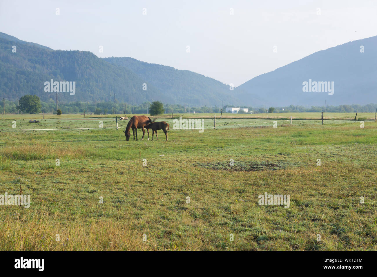Mare with her colt on pastures of horse farms. Country summer landscape ...