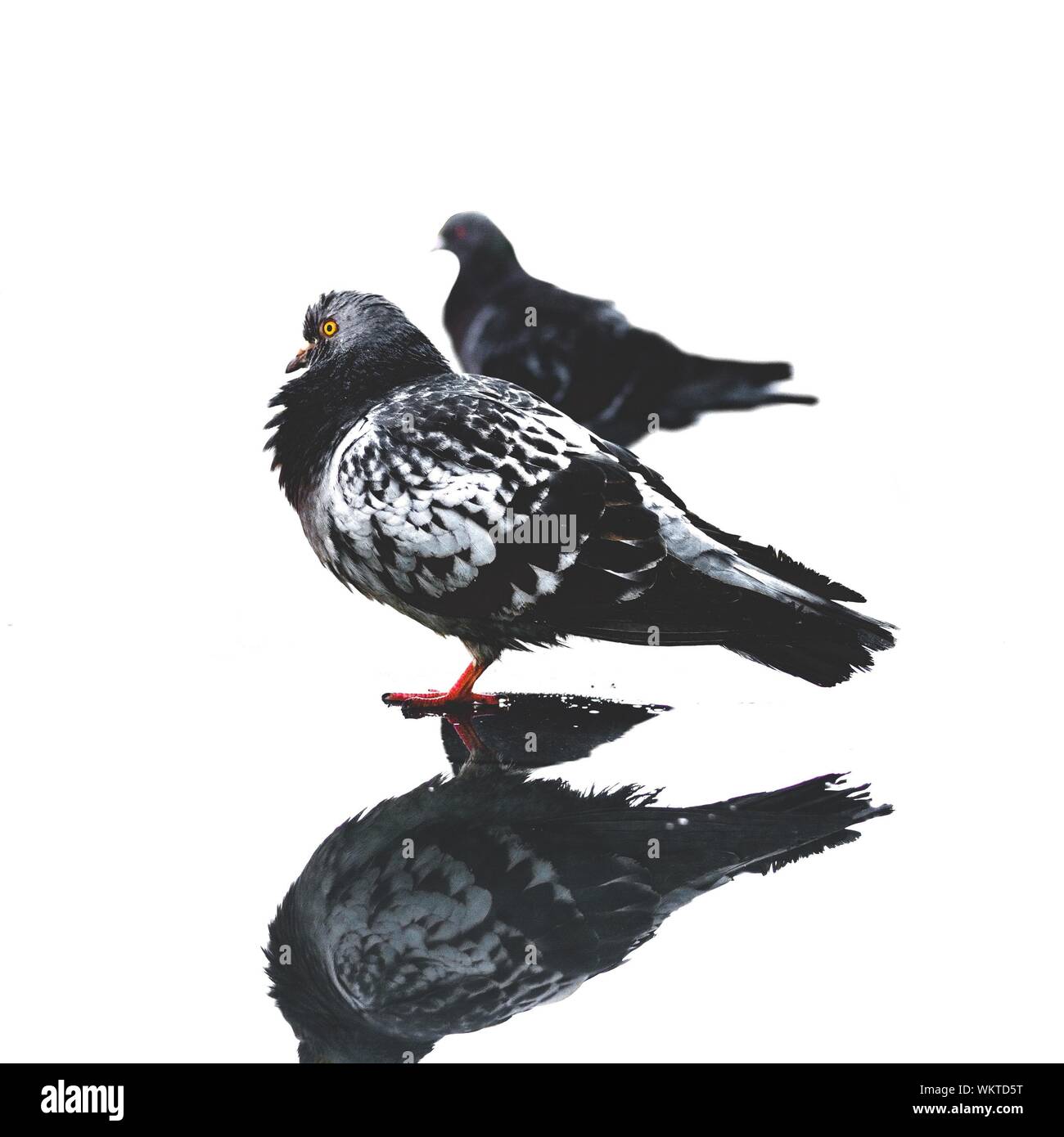 White pigeon on water hi-res stock photography and images - Alamy