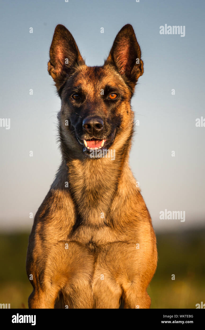 A belgian malinois hi-res stock photography and images - Alamy