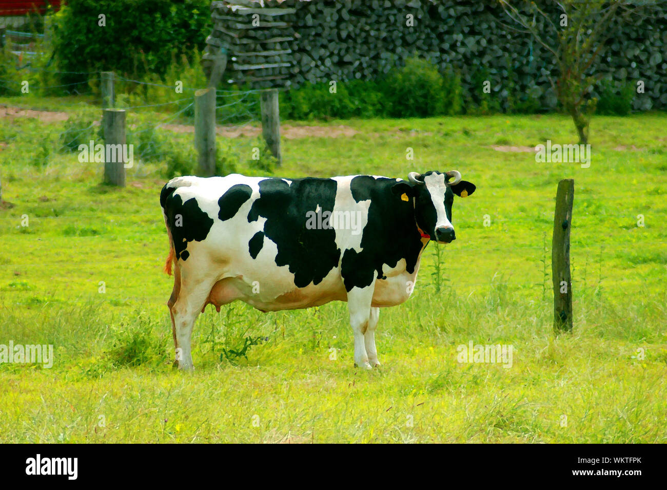 Lush green field with cow hi-res stock photography and images - Alamy