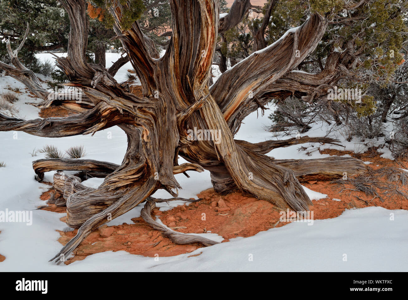 Juniper tree overlooking the canyon near Mesa Arch in winter, with fog ...