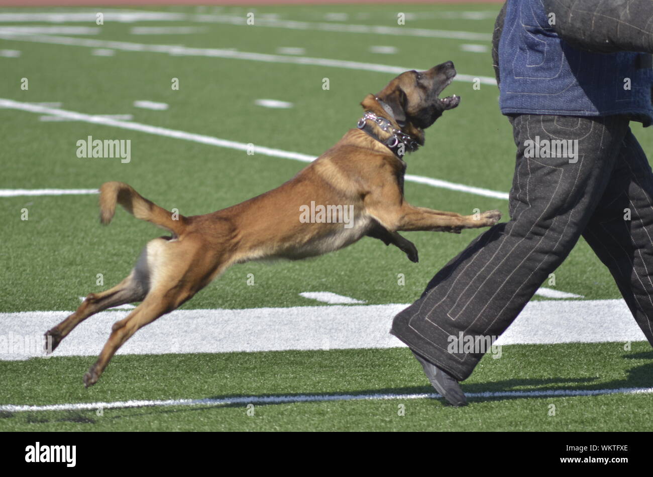 Police force dog hi-res stock photography and images - Alamy