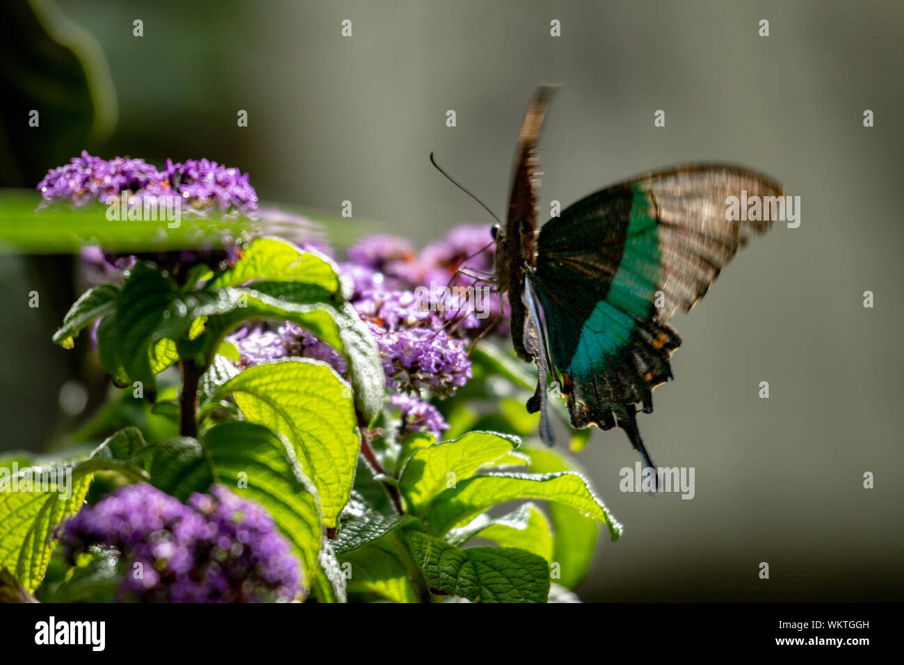 Close up of beautiful butterfly landing on spring flower. Selective ...