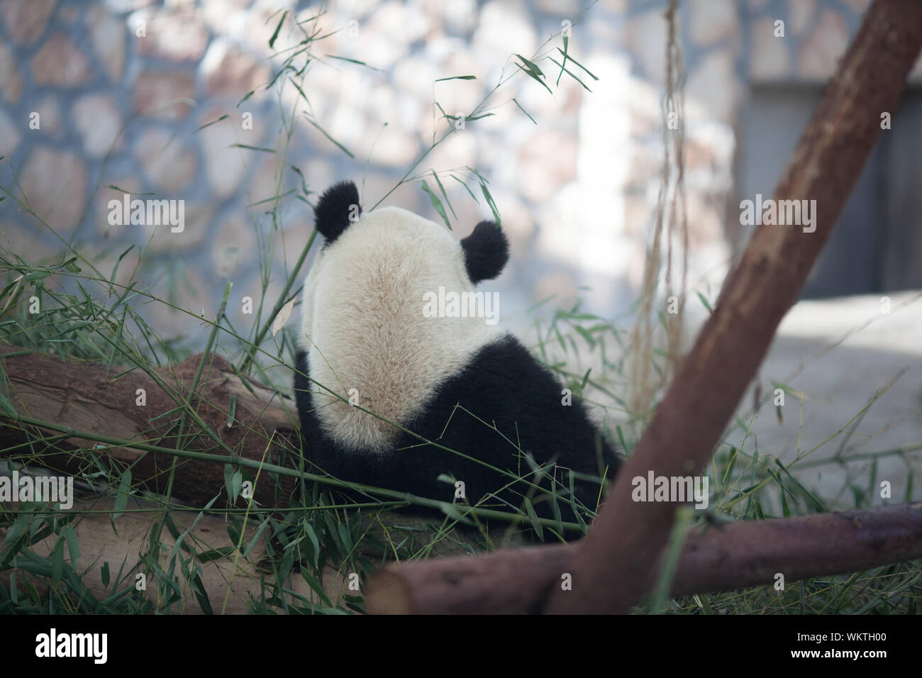 Giant panda zoo people zoo hi-res stock photography and images - Alamy