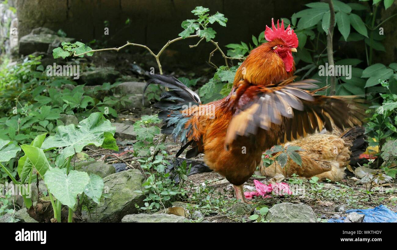 Chicken flapping hi-res stock photography and images - Alamy