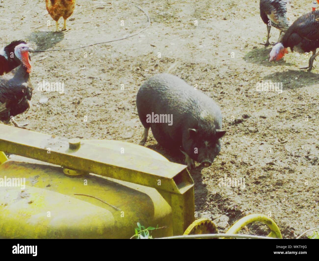 Turkeys field hi-res stock photography and images - Alamy