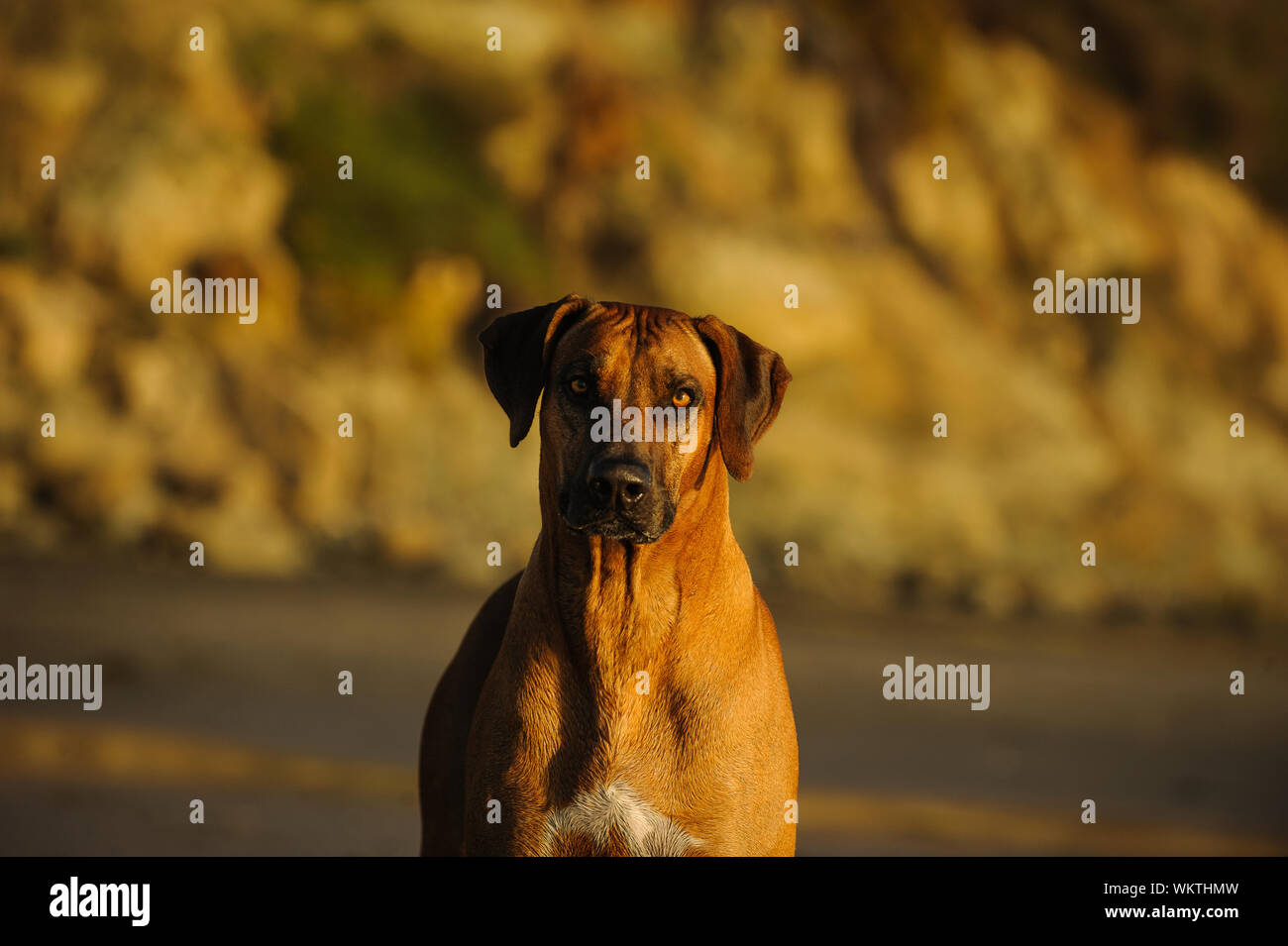 Rhodesian ridgeback hi-res stock photography and images - Alamy