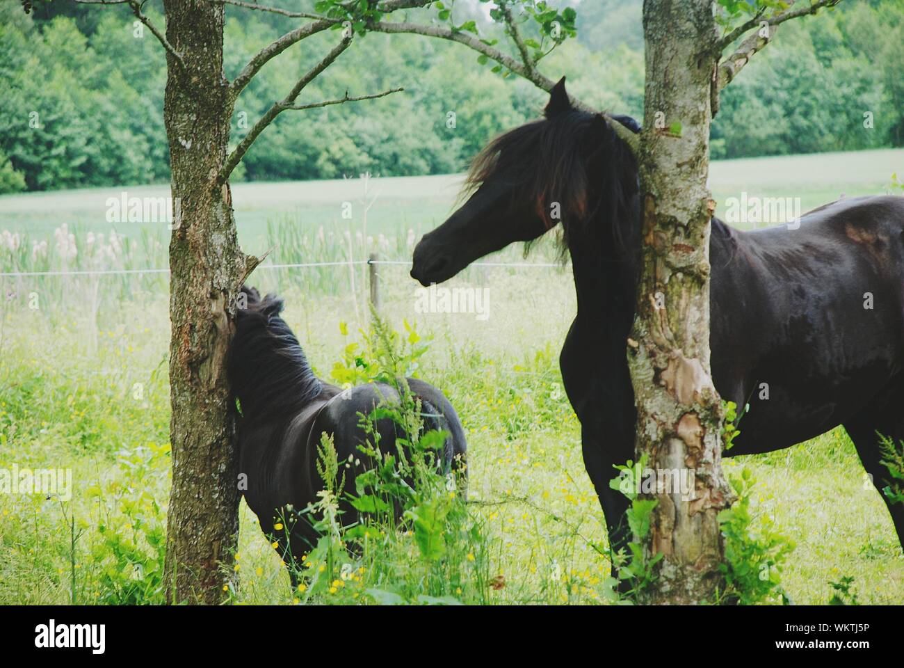 Friesian horse hi-res stock photography and images - Alamy
