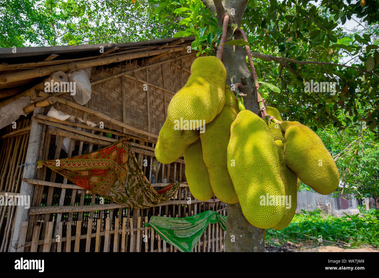 A large scale of jackfruits hanging on the tree. Jackfruit is the ...