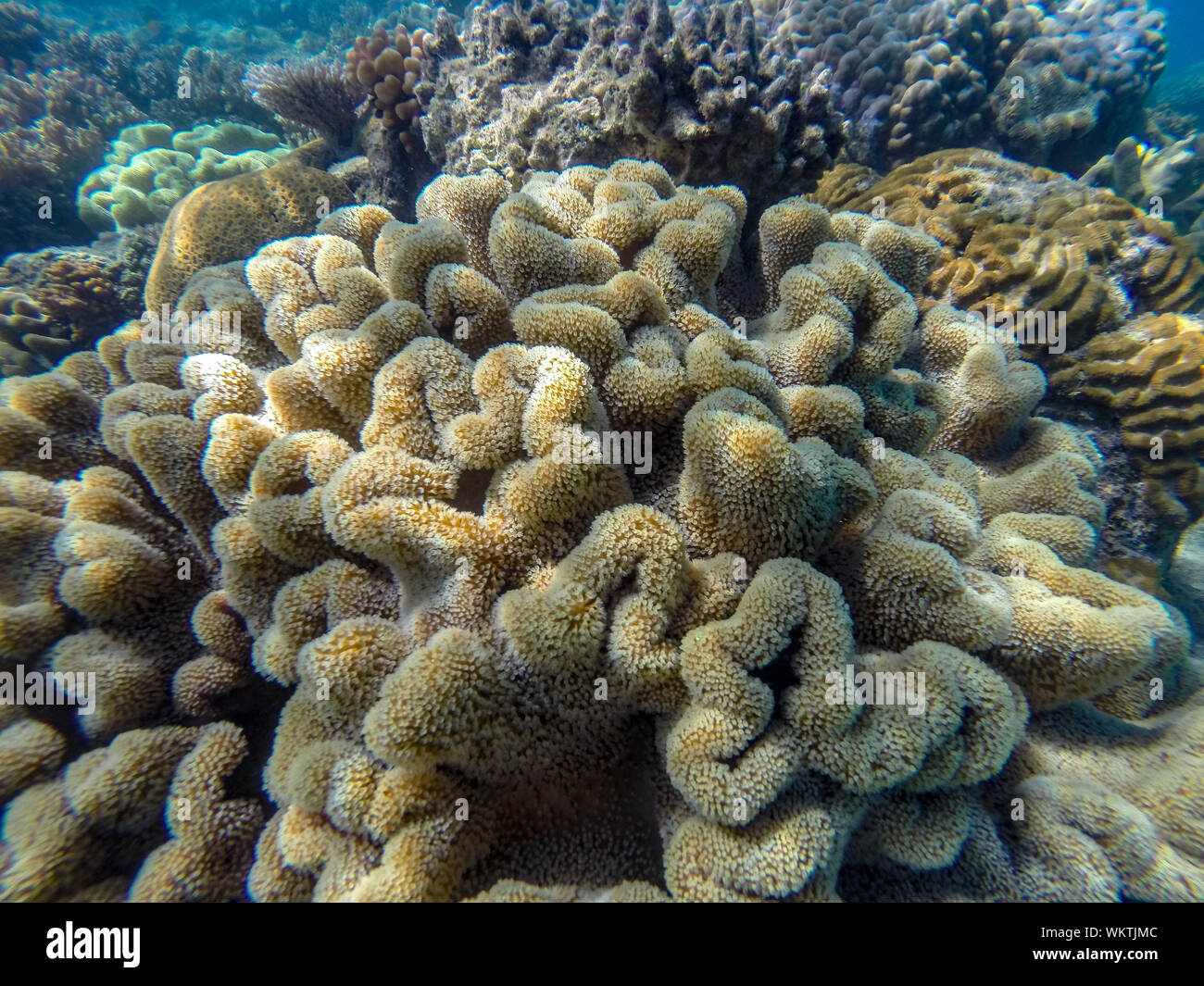 Coral bleaching great barrier reef hi-res stock photography and images ...