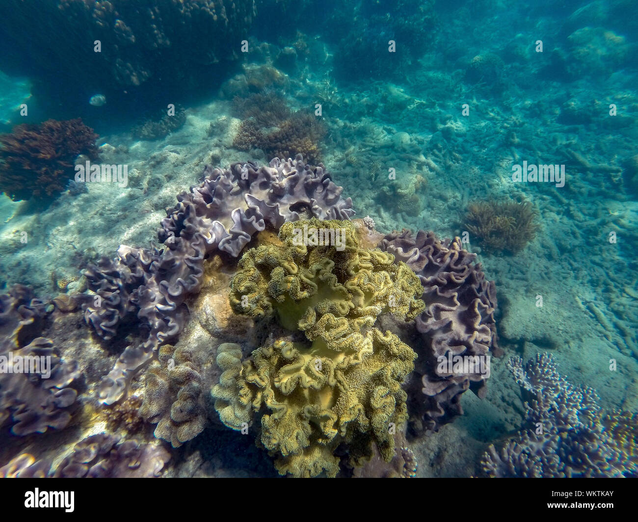 Colorful corals in shallow water at Outer Barrier Reef - Great Barrier ...