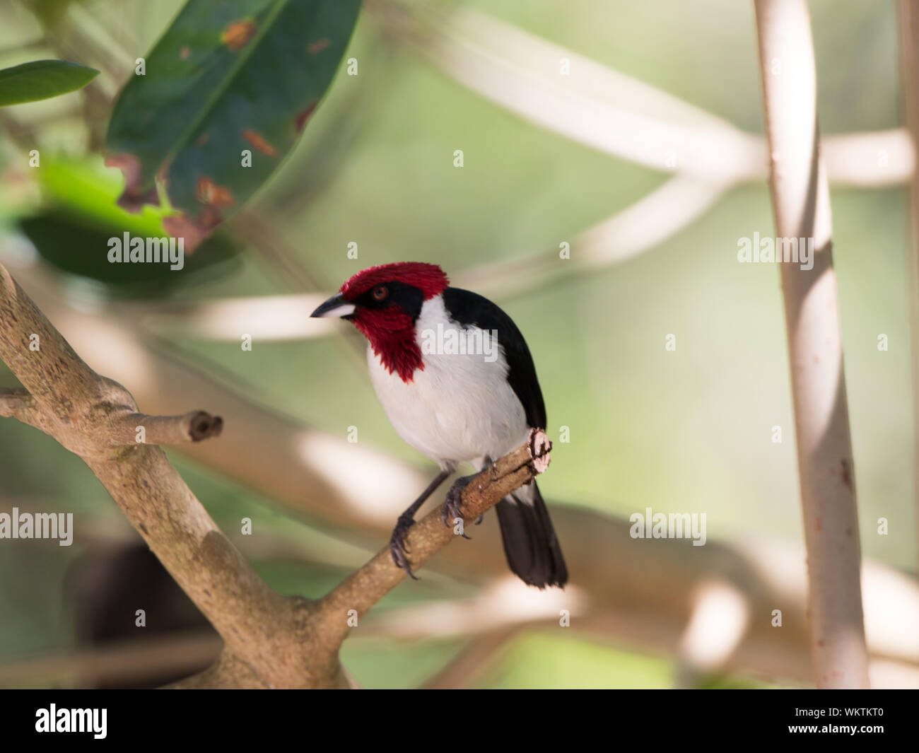 Red capped cardinal hi-res stock photography and images - Alamy