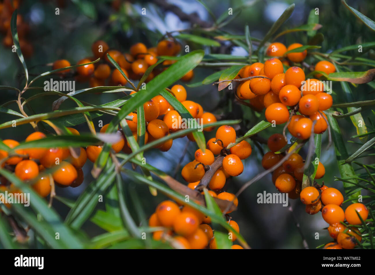 Hippophae rhamnoides known as common sea Stock Photo - Alamy
