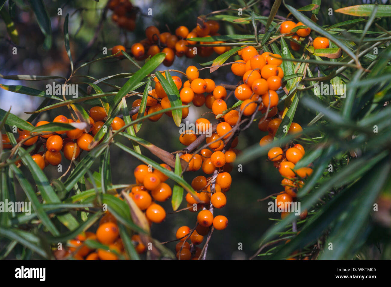 Hippophae rhamnoides known as common sea Stock Photo - Alamy