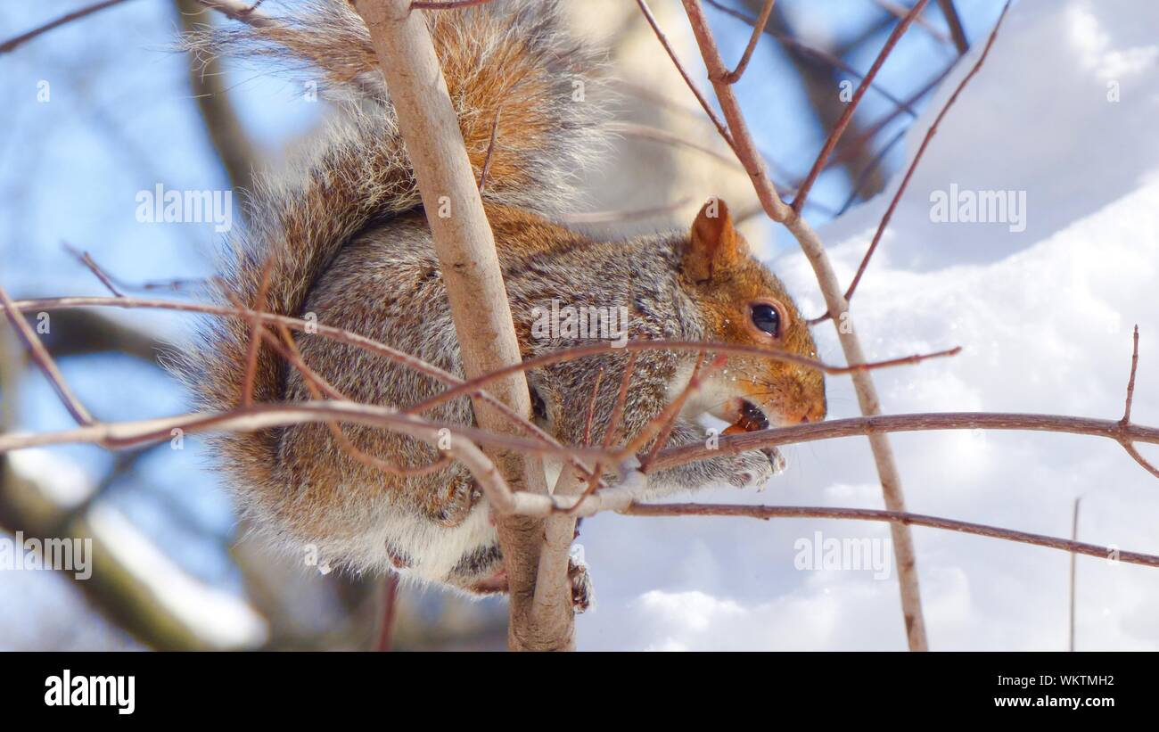 White squirrel tree hi-res stock photography and images - Alamy