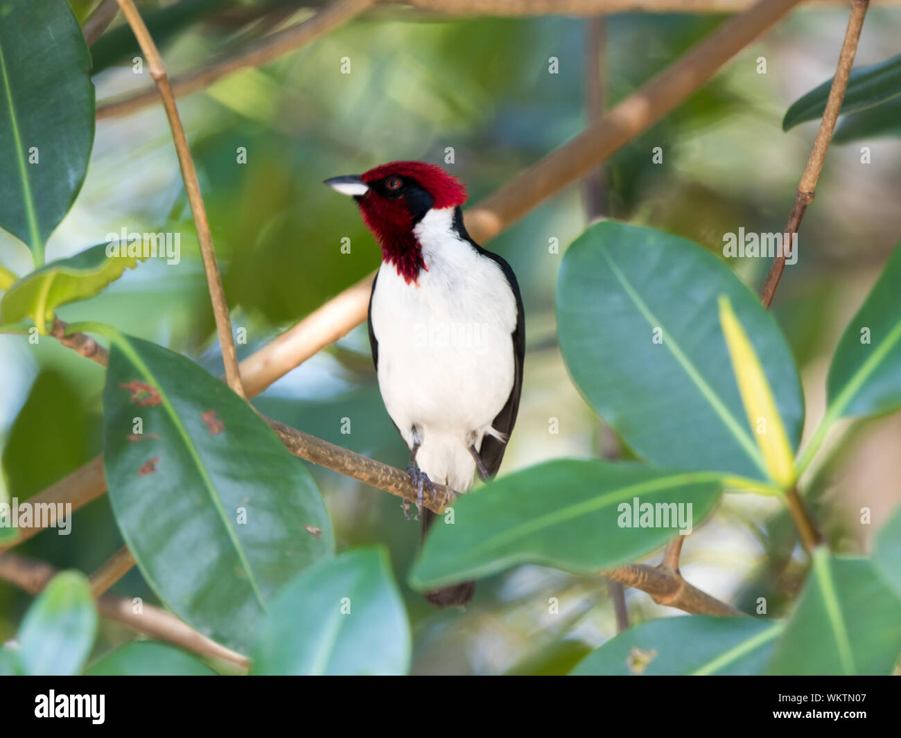 Red capped cardinal hi-res stock photography and images - Alamy